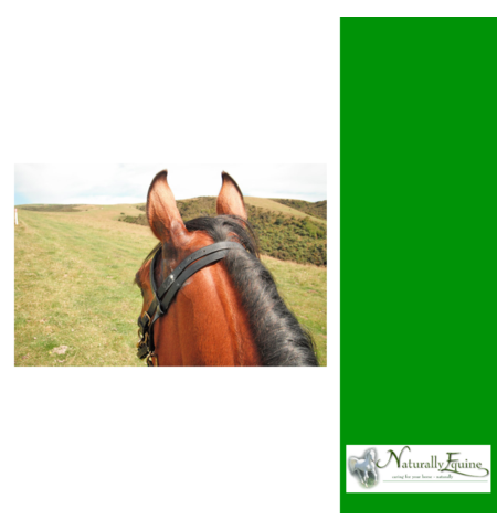 NATURALLY EQUINE TOP TO TOE - Feed & Supplements-Supplements : Champion ...